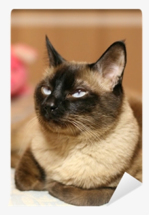 Siamese Transparent PNG - 400x400 - Free Download on NicePNG