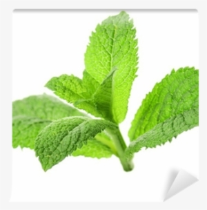 Nepeta Transparent PNG - 400x400 - Free Download on NicePNG