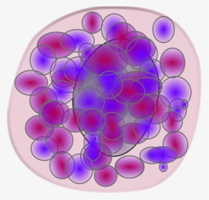 Basophil - Basofilos Png Transparent PNG - 800x765 - Free Download on ...
