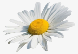 Papatya Png Transparent PNG - 500x347 - Free Download on NicePNG