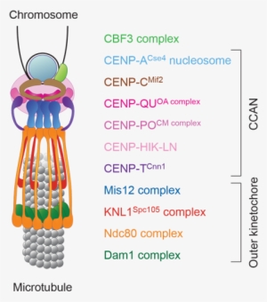 The Kinetochore - - Kinetochore Transparent PNG - 454x518 - Free ...