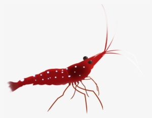 Shimp - Homarus Transparent PNG - 960x720 - Free Download on NicePNG