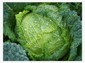 Rehusar Transparent PNG - 1600x900 - Free Download on NicePNG