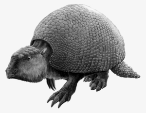 Glyptodon Silhouette - Glyptodon Transparent PNG - 691x538 - Free ...