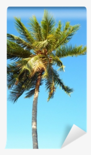 Attalea Speciosa Transparent PNG - 500x900 - Free Download on NicePNG