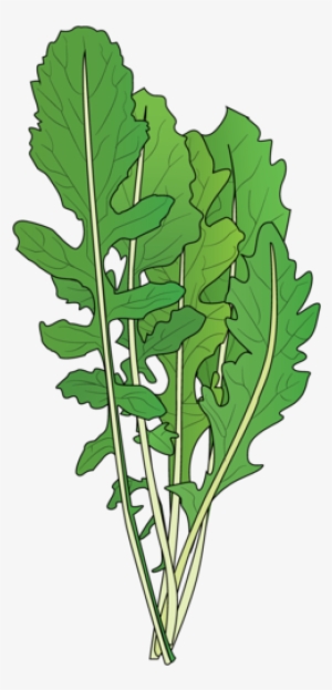 Arugula Transparent PNG - 1024x668 - Free Download on NicePNG