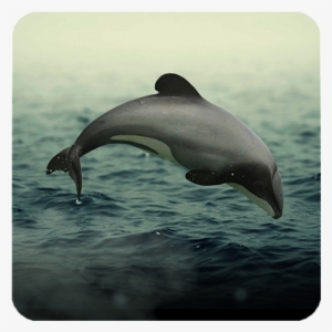 Wholphin Transparent PNG - 500x500 - Free Download on NicePNG