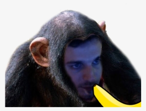 Floodedaxel - Gif De Un Chango Transparent PNG - 500x500 - Free ...