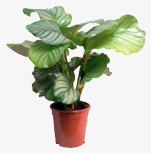 Calathea Lutea - Calathea Lutea Png Transparent PNG - 780x823 - Free ...