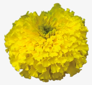 Zendu Png Transparent PNG - 500x554 - Free Download on NicePNG