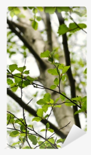 Elm Transparent PNG - 400x400 - Free Download on NicePNG