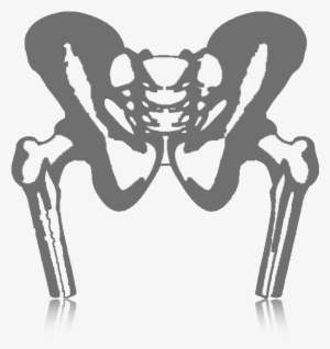 Hip PNG & Download Transparent Hip PNG Images for Free , Page 2 - NicePNG