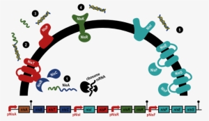 Nisin Casette - Art - Nisin Nisk Transparent PNG - 640x381 - Free ...