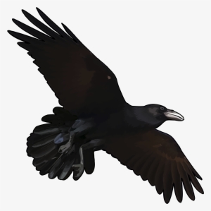 Cuervos Volando Png - Cuervo Volando Png Transparent PNG - 2480x3508 ...