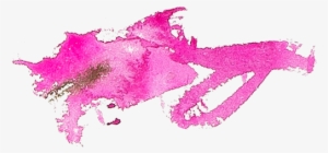 Pink Splotch - Illustration Transparent PNG - 750x350 - Free Download ...