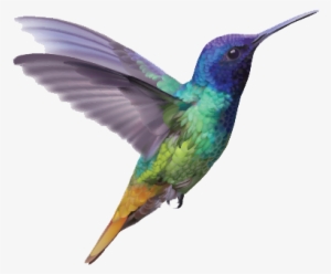 Colibri PNG & Download Transparent Colibri PNG Images for Free - NicePNG