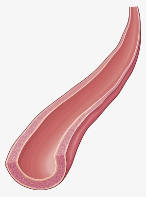 Arteries - Plywood Transparent PNG - 477x642 - Free Download on NicePNG