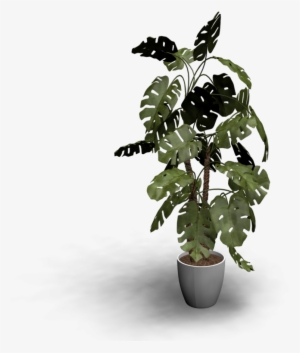 Monstera - Design Transparent PNG - 1000x1000 - Free Download on NicePNG