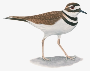 Killdeer Png Transparent PNG - 2328x2328 - Free Download on NicePNG