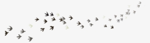 Flock Transparent PNG - 640x500 - Free Download on NicePNG