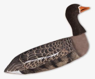 Loon - Loon Silhouette Transparent PNG - 500x500 - Free Download on NicePNG