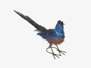Coucal Transparent PNG - 640x480 - Free Download on NicePNG