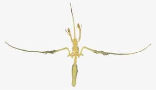 Dorygnathus Banthensis - Dorygnathus Transparent PNG - 2282x1424 - Free ...