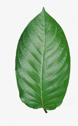 Premium Maeng Da Transparent PNG - 1666x1621 - Free Download on NicePNG