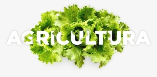 Agricultura Transparent PNG - 1140x600 - Free Download on NicePNG