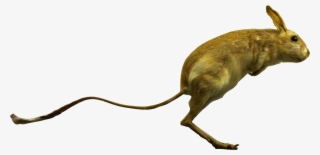 File - Allactaga-detail - Allactaga Transparent PNG - 3129x1799 - Free ...