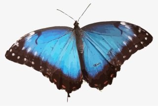 Morpho Transparent PNG - 564x564 - Free Download on NicePNG