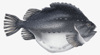 Lumpfish - Lumpfish Png Transparent PNG - 1014x596 - Free Download on ...