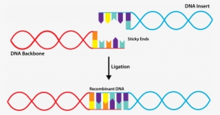 Ligation - - Diagram Transparent PNG - 1024x539 - Free Download on NicePNG