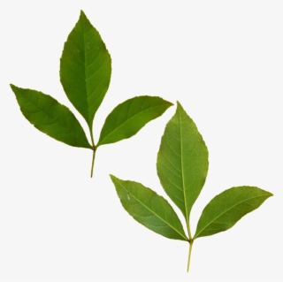 Dual Tri Leaf - Buttonbush Transparent PNG - 1000x1000 - Free Download ...