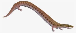 File - Rhynchonkos - Microsauria Transparent PNG - 5000x2375 - Free ...