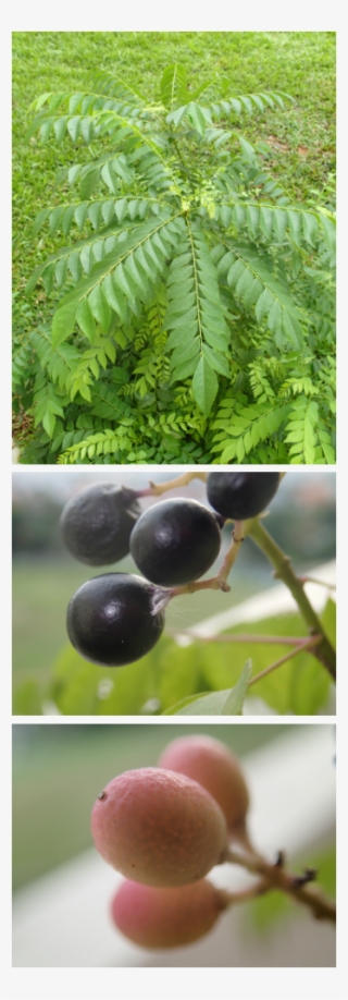 Jabuticaba Transparent PNG - 350x1005 - Free Download on NicePNG