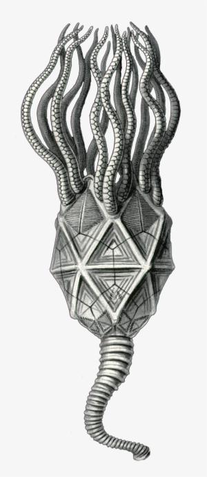 Cystoidea Transparent PNG - 690x1663 - Free Download on NicePNG