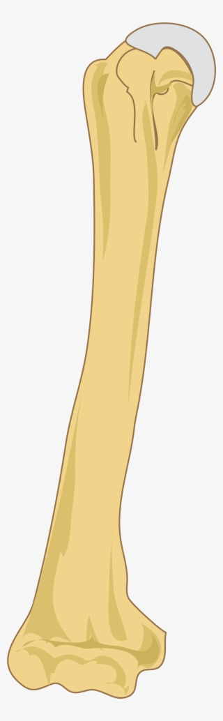 2000 X 6167 3 - Humerus Clipart Transparent PNG - 2000x6167 - Free ...
