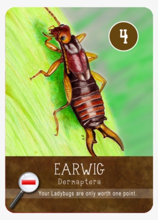 Earwigs Transparent PNG - 1000x1000 - Free Download on NicePNG