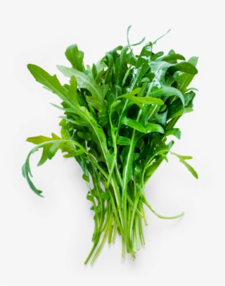 Arugula Transparent PNG - 1024x668 - Free Download on NicePNG