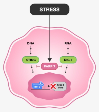 Ribon's - Diagram Transparent PNG - 1200x901 - Free Download on NicePNG