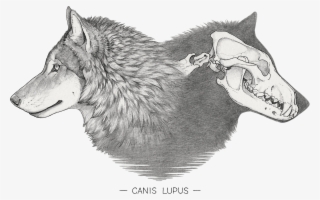 Canis Lupus - Sketch Transparent PNG - 3000x2121 - Free Download on NicePNG